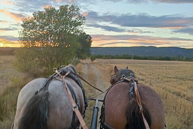 Carriage rides in the heart of the Luberon - The Experience’s Practical Details