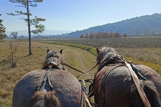 Carriage rides in the heart of the Luberon - Who Will Appreciate This Tour?