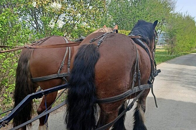 Carriage rides in the heart of the Luberon - Final Thoughts: Is It Worth It?