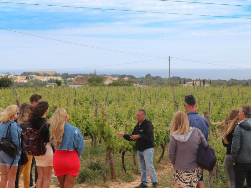 Carvoeiro/Portimão/Alvor: Wine Tour w/ Tasting, Tapas, Music - The Itinerary in Detail