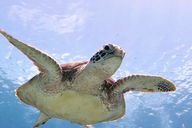 Cas Cay - Kayak Hike and Snorkel Adventure - Exploring the Cas Cay Kayak Hike and Snorkel Adventure: A Detailed Review