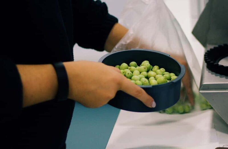 Casa Relvas, Vidigueira: Olive Harvest Campaign Program - Key Points