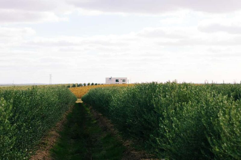 Casa Relvas, Vidigueira: Visit to the Oil Mill and Olive Oil and Wine Pairing - Key Points: