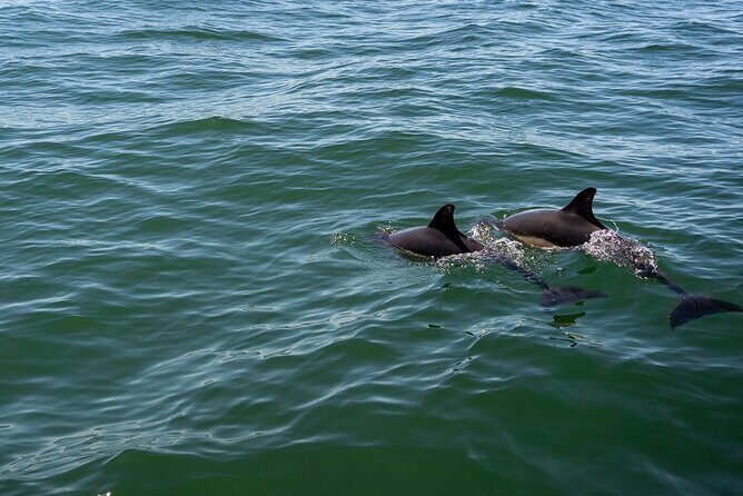 Cascais coast: Dolphin watching - Key Points