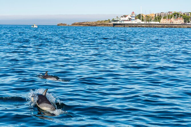 Cascais coast: Dolphin watching - Authentic Feedback From Past Participants