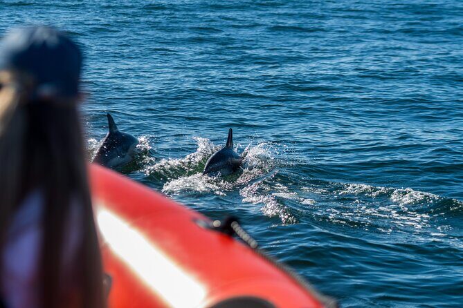 Cascais coast: Dolphin watching - Who Should Book This Experience?