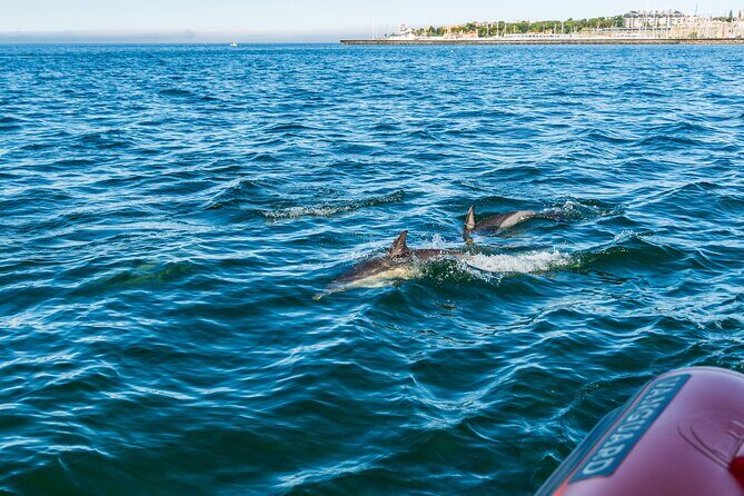 Cascais coast: Dolphin watching - The Sum Up