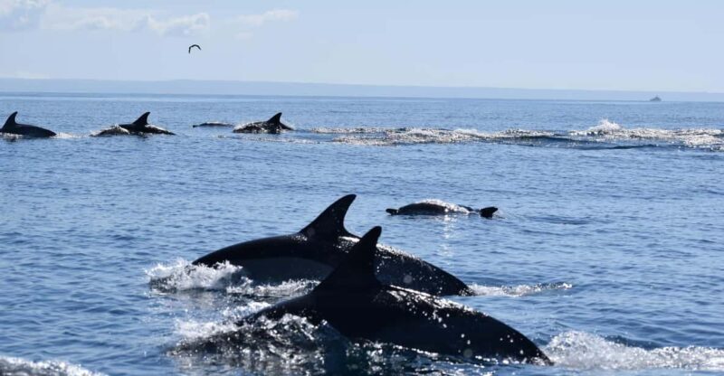 Cascais: Dolphin Watching Speedboat Tour - An In-Depth Look at the Cascais Dolphin Watching Speedboat Tour