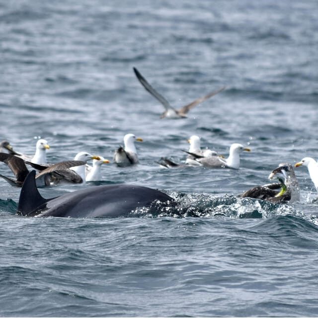 Cascais: Dolphin Watching Speedboat Tour - FAQ