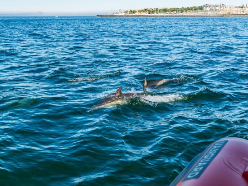 Cascais: Dolphin Watching Tour - What You’ll Love About the Experience