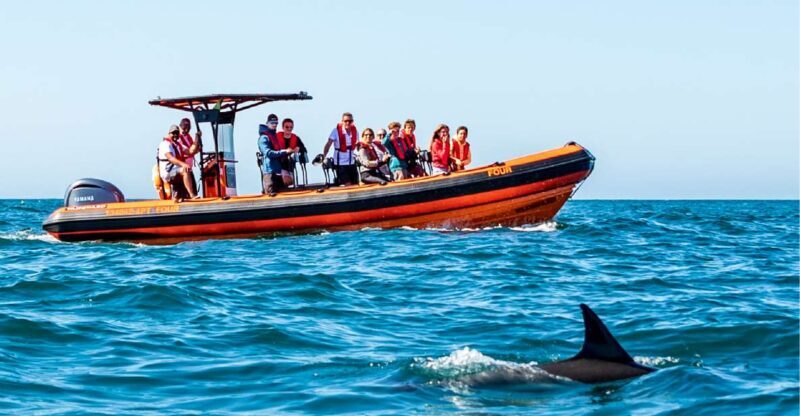 Cascais: Dolphin Watching Tour - The Cost and Value