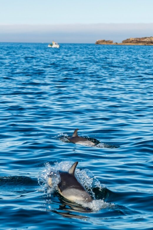 Cascais: Dolphin Watching Tour - The Sum Up: Is it Worth It?