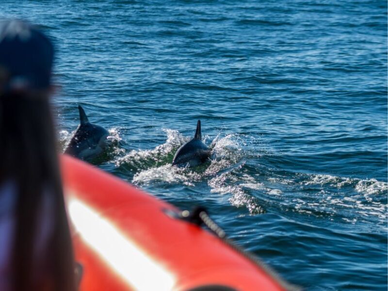 Cascais: Dolphin Watching Tour - Experiencing the Coast and Marine Life