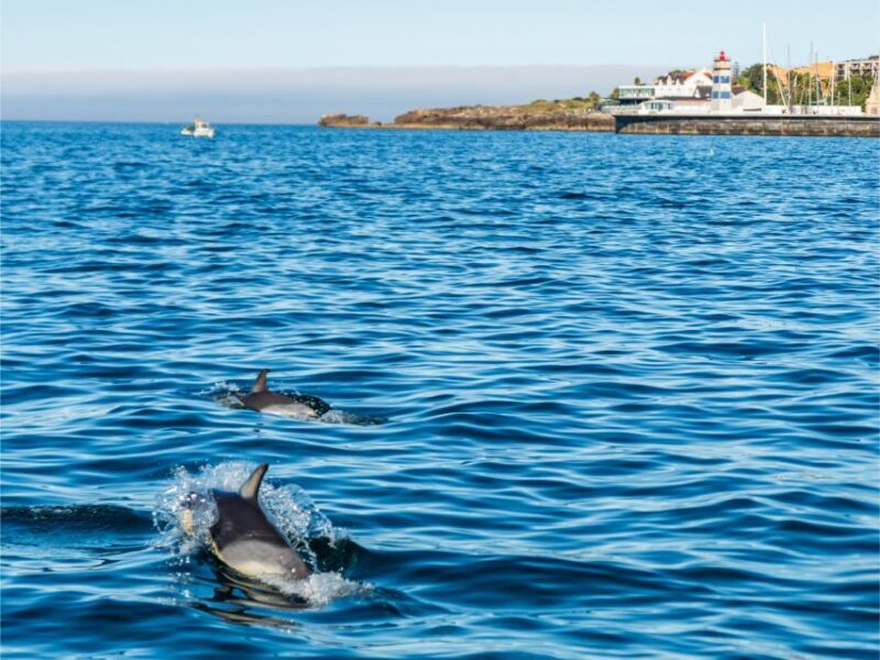 Cascais: Dolphin Watching Tour - Final Thoughts: Is It Worth It?