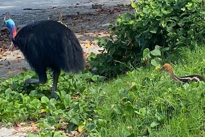 Cassowary Coast Waterfall Culture Tour - What’s Included and What’s Not?