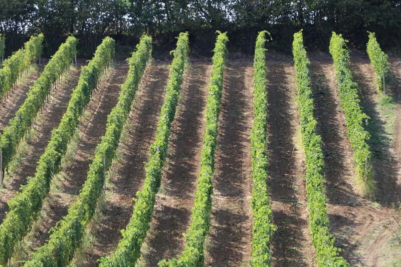 Castell'Arquato: Winery tour and tasting Colli Piacentini wines - An In-Depth Look at the Casa Benna Winery Tour