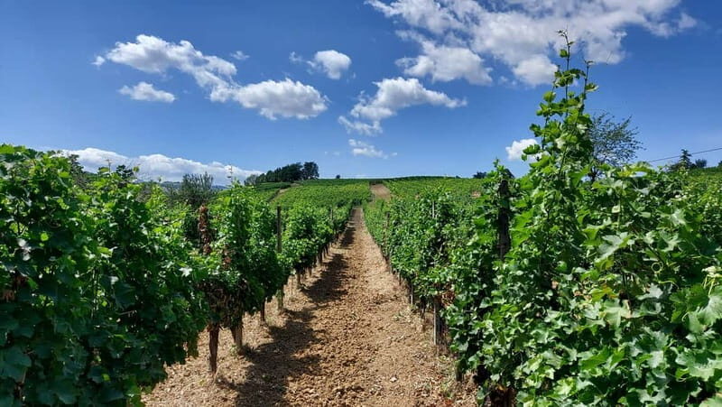 Castell'Arquato: Winery tour and tasting Colli Piacentini wines - Summing Up: Is It Worth It?