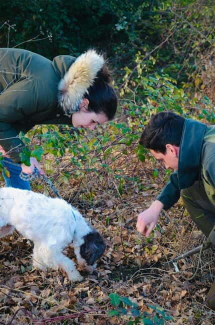 Castellina in Chianti: Truffle Search, Wine Tasting & Lunch - Introduction