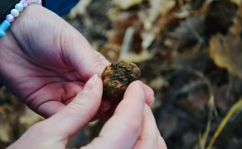 Castellina in Chianti: Truffle Search, Wine Tasting & Lunch - Key Points