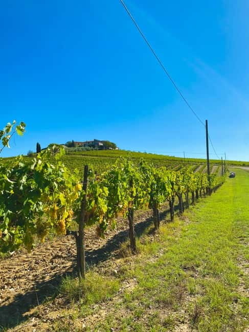 Castellina in Chianti: Truffle Search, Wine Tasting & Lunch - FAQ