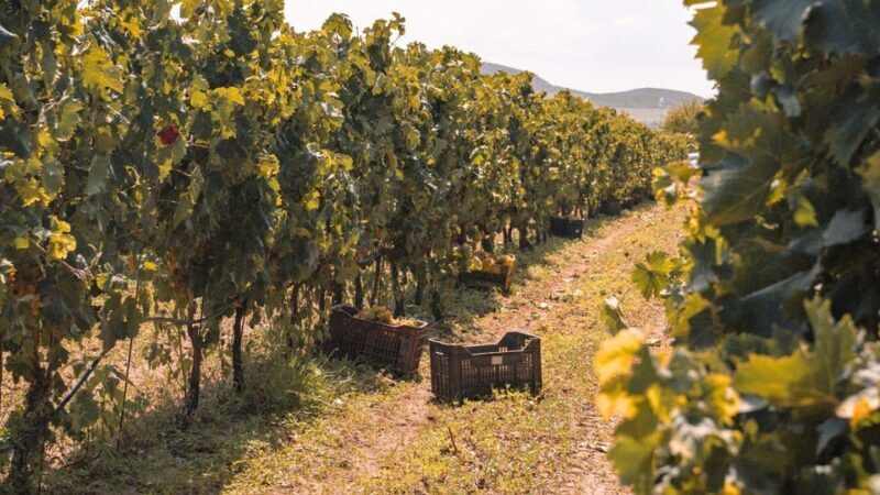 Castelsardo: visit a vineyard with wine tasting at sunset - Discover the Charm of a Sunset Vineyard Tour in Castelsardo