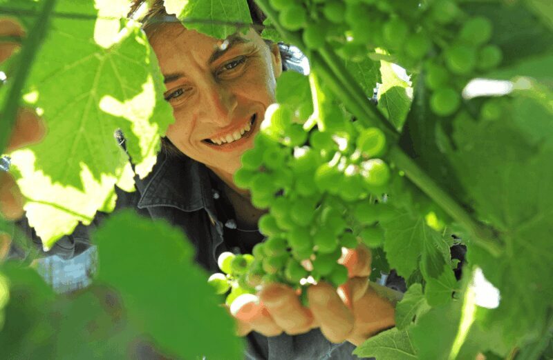 Castle Winery Tour & Tasting near Lake Maggiore - An In-Depth Look at the Experience