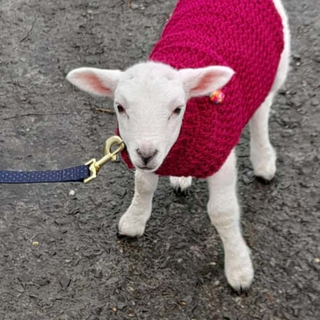 Castlegadddery: Murtagh's Organic Farm Guided Tour - Discovering Murtagh’s Organic Farm: An In-Depth Review