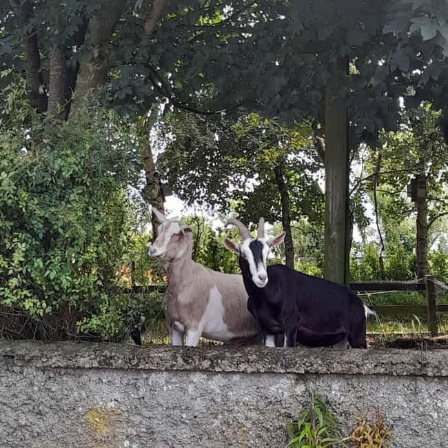 Castlegaddery: Murtagh's Organic Farm Entry Ticket - The Sum Up: Is Murtaghs Organic Farm For You?