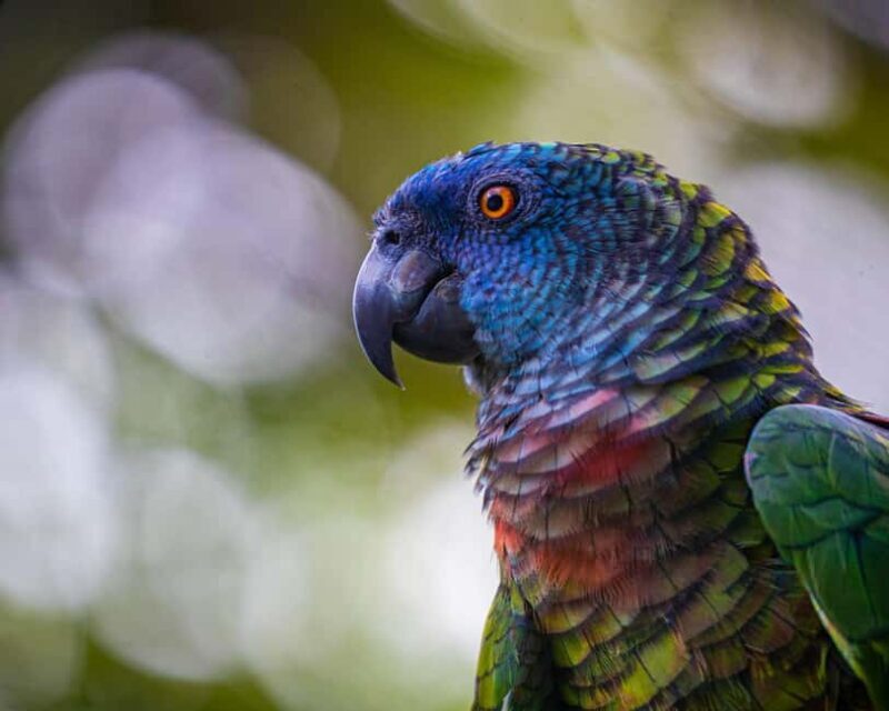 Castries, St. Lucia  Guided Birdwatching Tour - Why Choose This Tour?