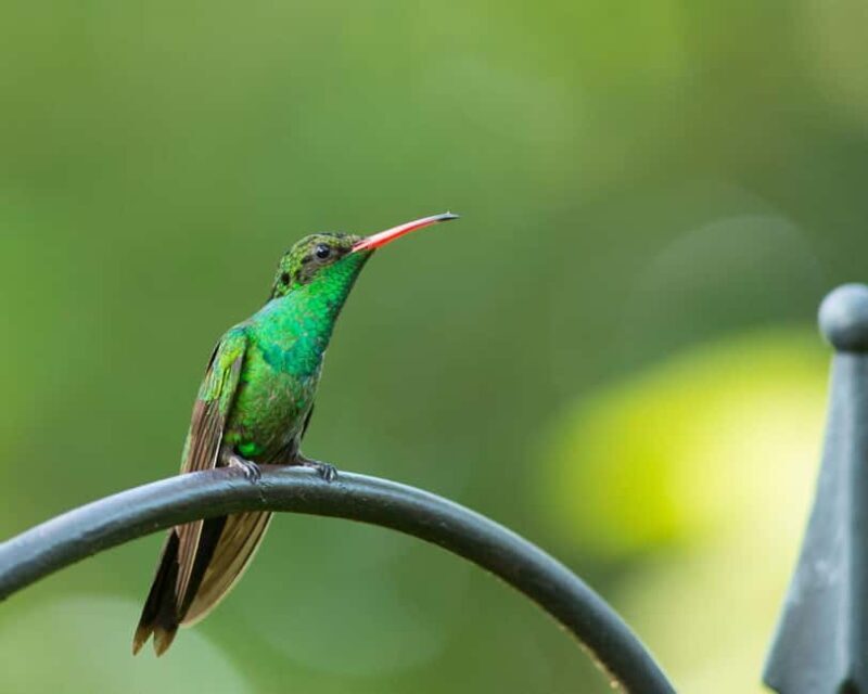Castries, St. Lucia  Guided Birdwatching Tour - Authentic Encounters and Reviews