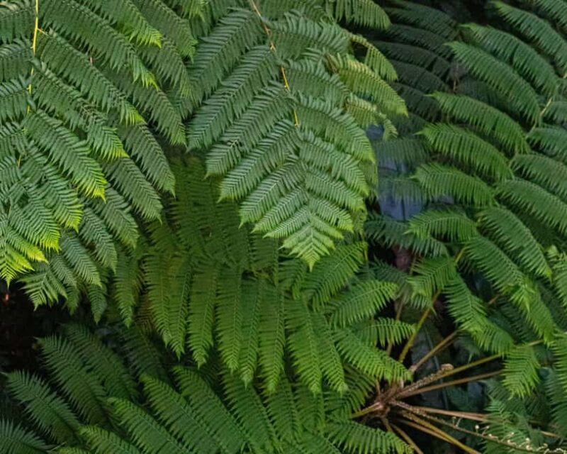 Castries St Lucia: Guided Rainforest Hike  Jacquot Trail - A Detailed Look at the Jacquot Trail Hike