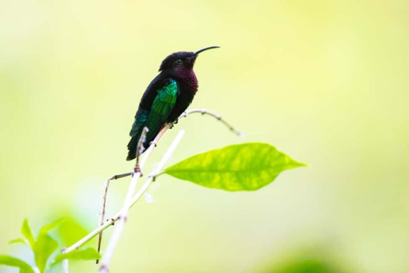 Castries St Lucia: Guided Rainforest Hike  Jacquot Trail - FAQ