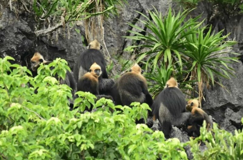Cat Ba: E-Bike Rental  Easy & Eco Way to Explore the Island - Practical Tips for Your Ride
