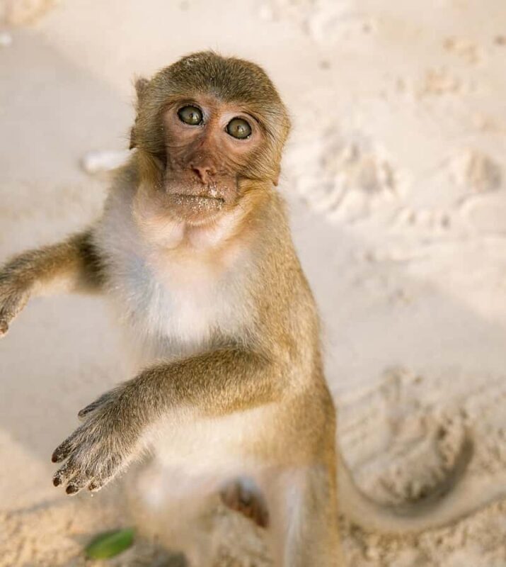Cat Ba: Lan Ha & Ha Long Bay Kayak & Snorkel Boat Tour - Authentic Experiences and Honest Feedback from Travelers