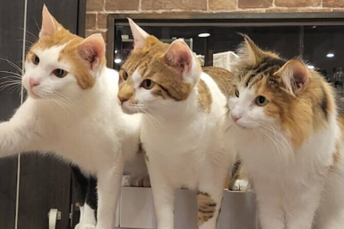 Cat Cafe & Bar Private Tour in Yanaka & Yushima - Key Points