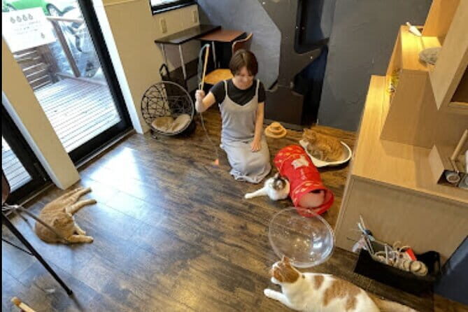 Cat Cafe & Bar Private Tour in Yanaka & Yushima - What Makes This Tour Special?