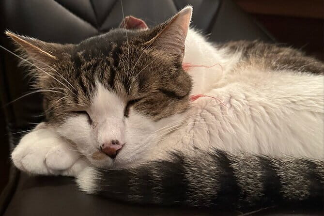 Cat Cafe & Bar Private Tour in Yanaka & Yushima - Who Should Book This Tour?