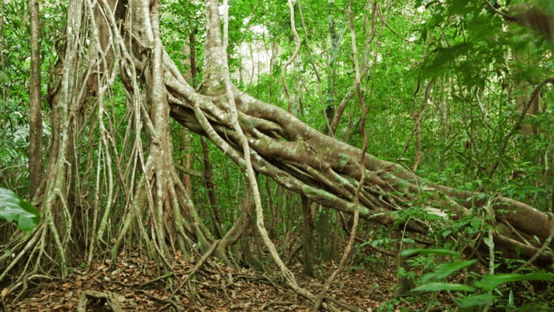 Cat Tien National Park with Crocodile Lake - What Does This Tour Mean for You?