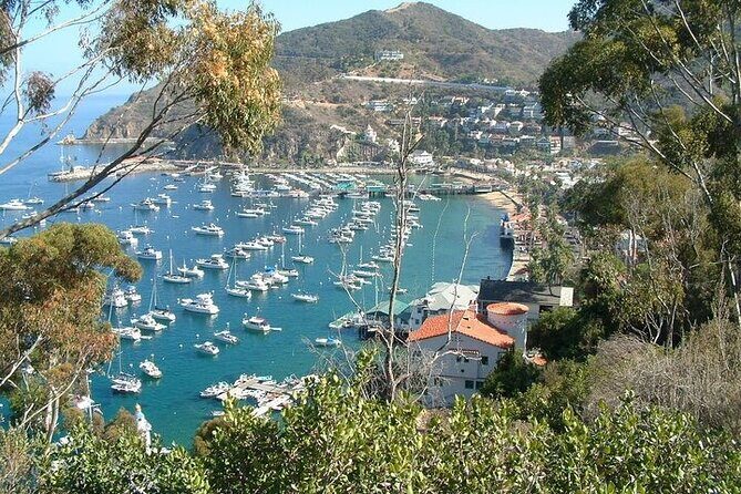 Catalina Island 2-Hour Insider Adventure Tour - What the Experience Means for You