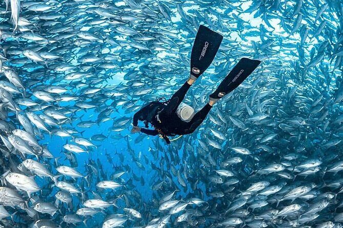 Catalina Island Diving - Key Points