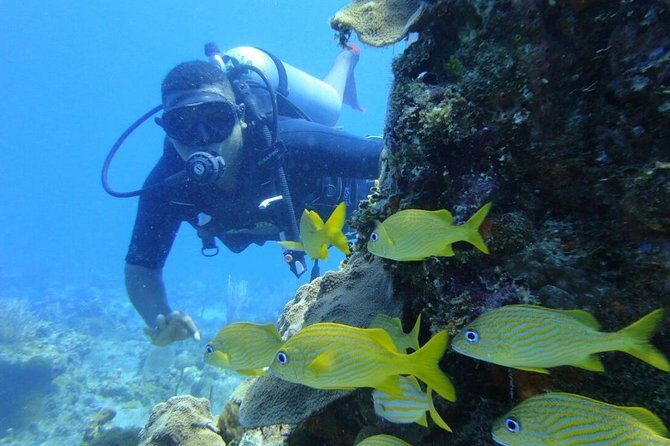 Catalina Island Diving Tour - The Sum Up: Who Should Consider This Tour?