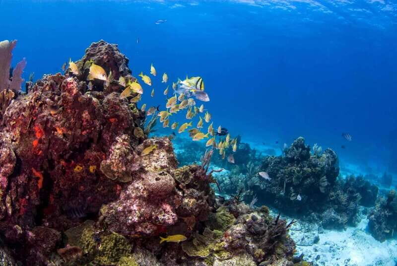Catalina Island Full-Day Snorkeling + Lunch from Punta Cana - The Sum Up