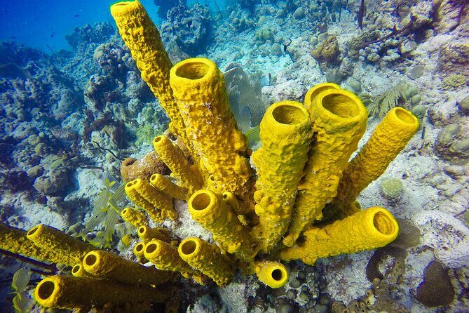 Catalina Island Scuba Diving Adventure The Wall & The Aquarium - Post-Dive Relaxation and Local Flavors