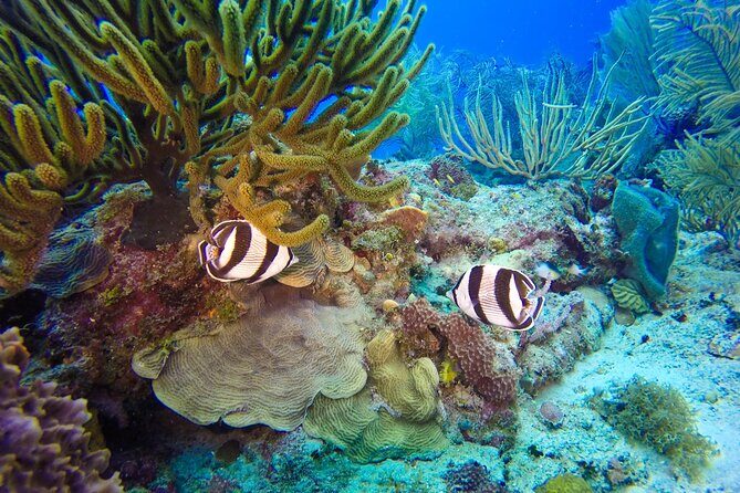 Catalina Island Scuba Diving Adventure The Wall & The Aquarium - What the Tour Doesn’t Include