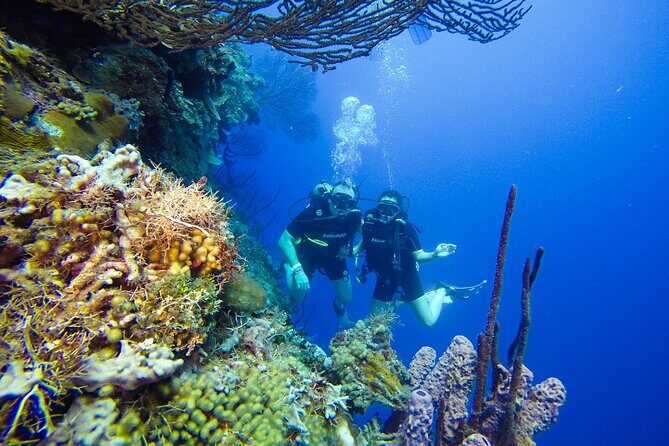 Catalina Island Scuba Diving Adventure The Wall & The Aquarium - What We Love and What to Consider