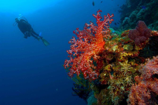 Catalina Island Scuba Diving - Amazing Full Day Tour! - Key Points