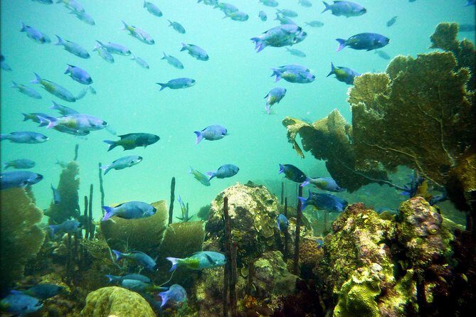 Catalina Island Scuba Diving - Amazing Full Day Tour! - FAQ