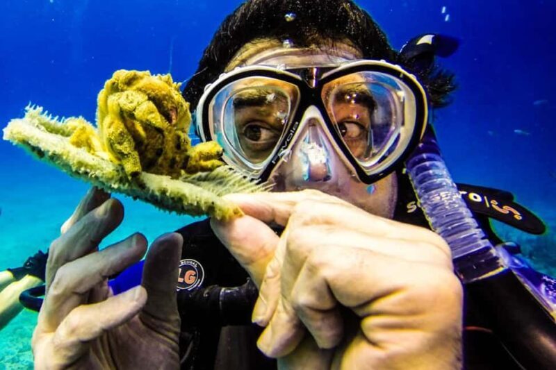 Catalina Island Scuba Diving Tour from Punta Cana - The Dive Sites: The Wall and The Aquarium