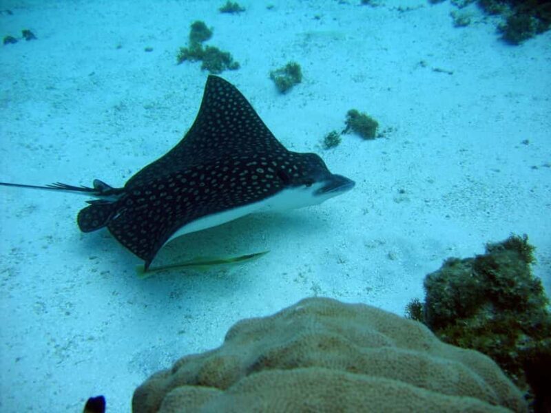 Catalina Island small group snorkeling tour - Who Will Love This Tour?