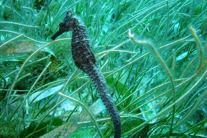 Catalina Island - Snorkeling tour on a luxury catamaran - Key Points